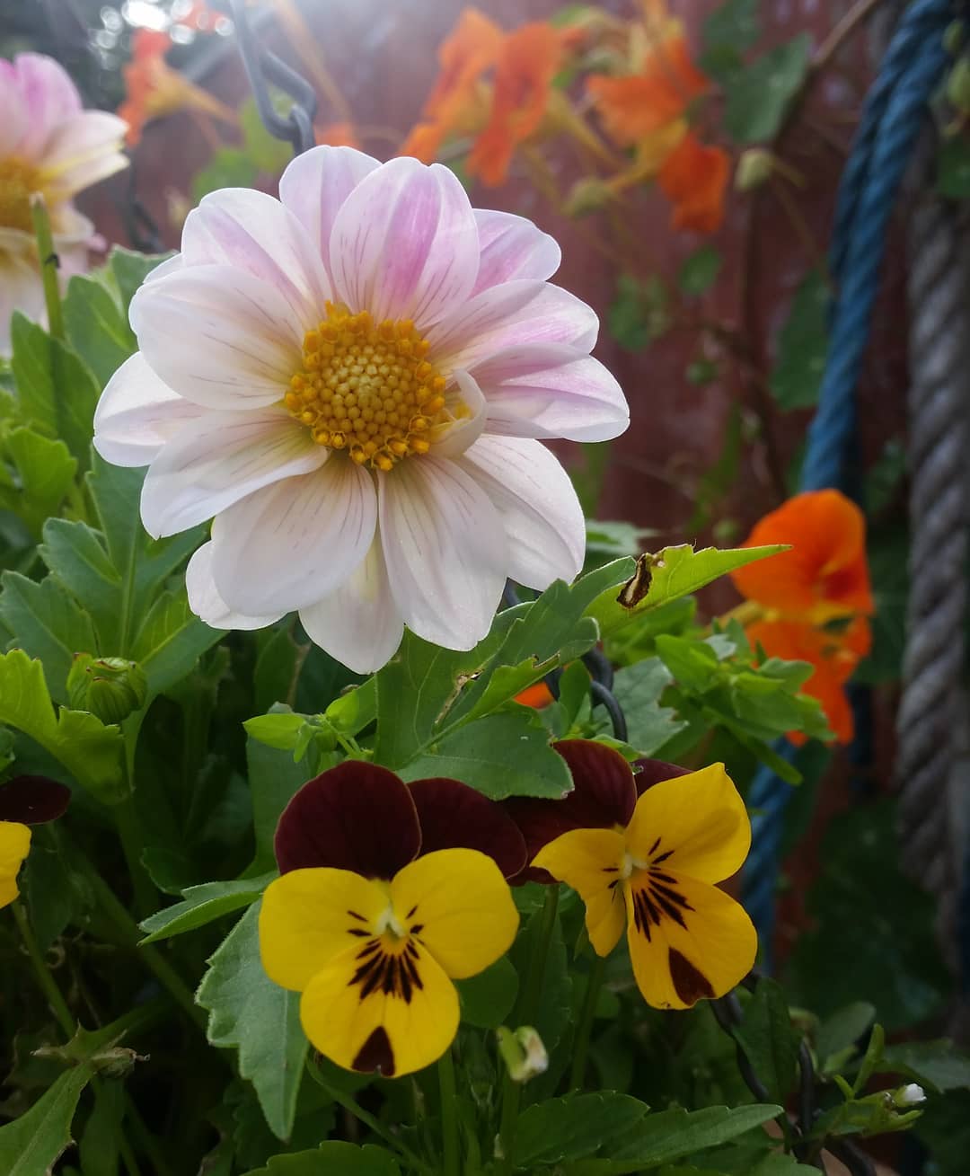 Florasaurus | Times and Tides of a Beachwriter