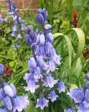 Florasaurus | Times and Tides of a Beachwriter